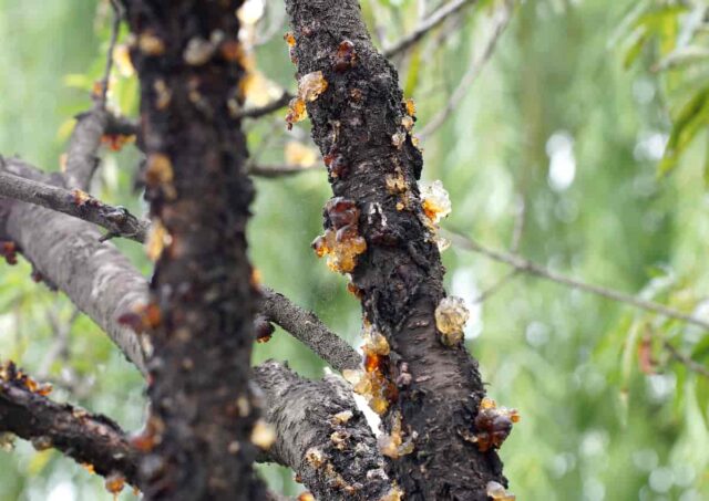 How to Prune a Peach Tree - Minneopa Orchards