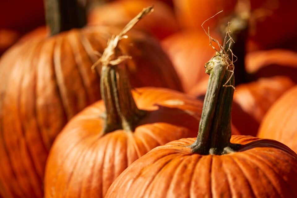 The 16 Best Pumpkin Patches in Pennsylvania - Minneopa Orchards