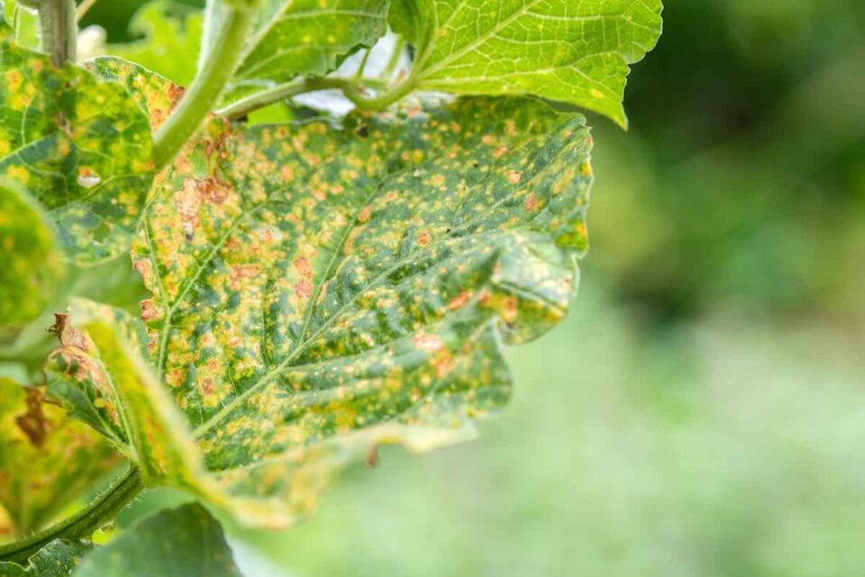 How to Treat 7 Deadly Watermelon Diseases - Minneopa Orchards