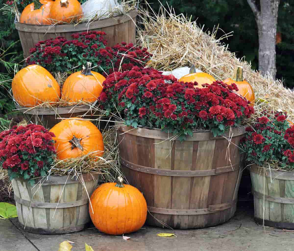 The 12 Best Pumpkin Patches in Massachusetts - Minneopa Orchards