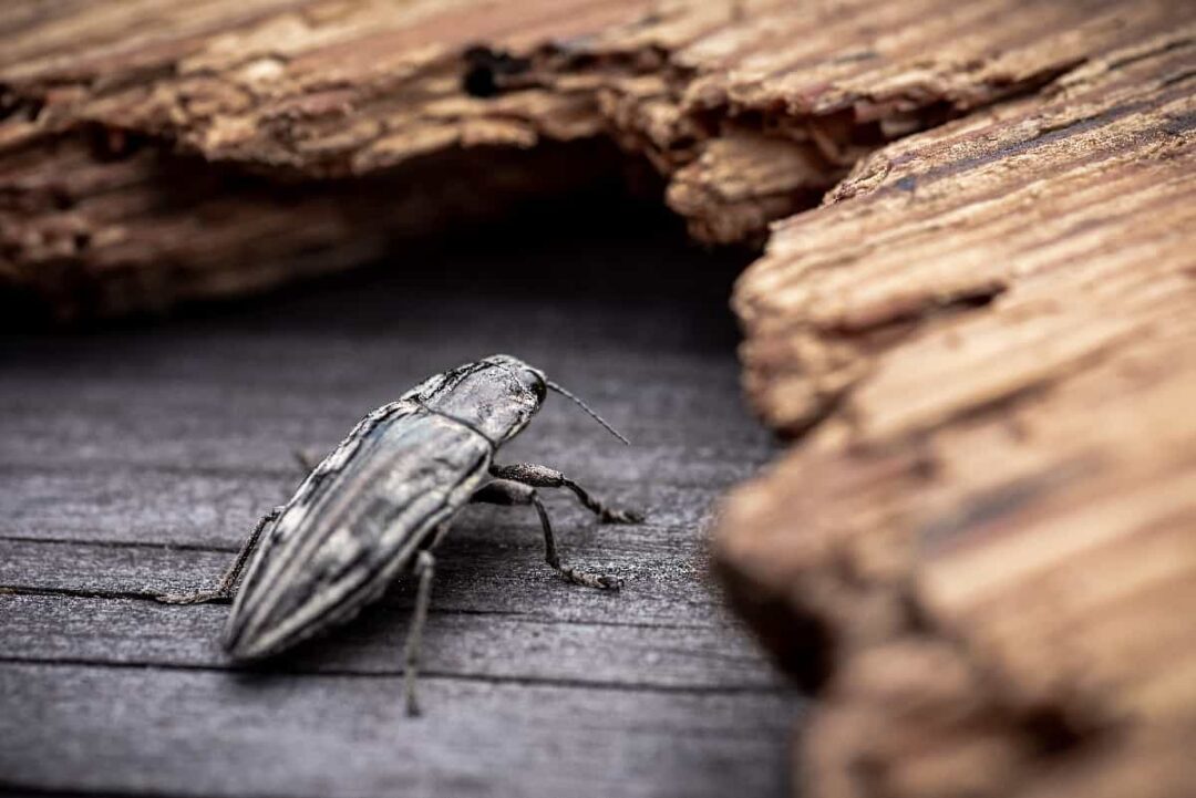 13 Apple Tree Pests: How to Get Rid of and Prevent Them on Apple Trees ...