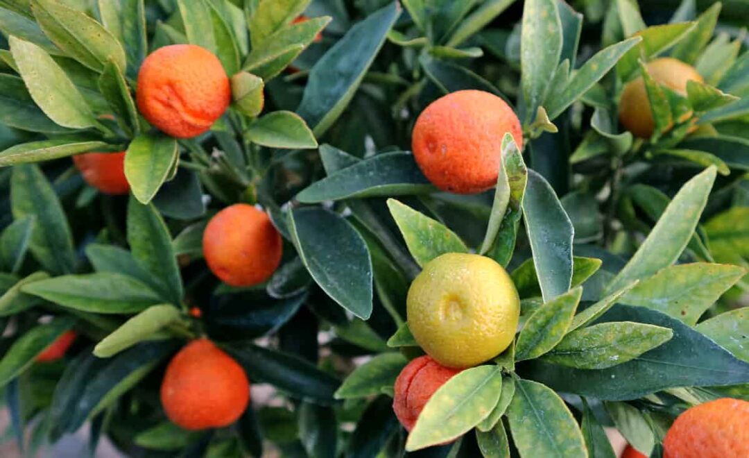 All About the Fukushu Kumquat - Minneopa Orchards