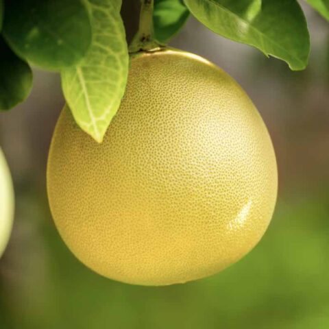 Grapefruit Varieties - Minneopa Orchards