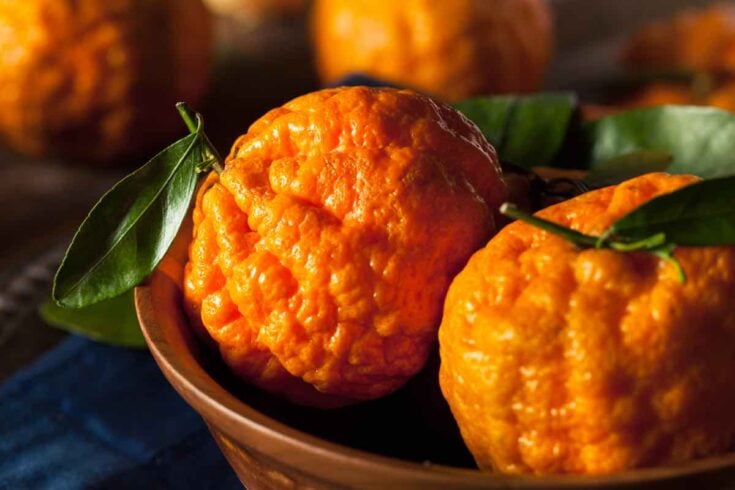 28 Different Types of Oranges - Minneopa Orchards