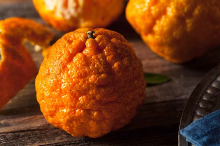 4 Important Facts about the Gold Nugget Mandarin - Minneopa Orchards