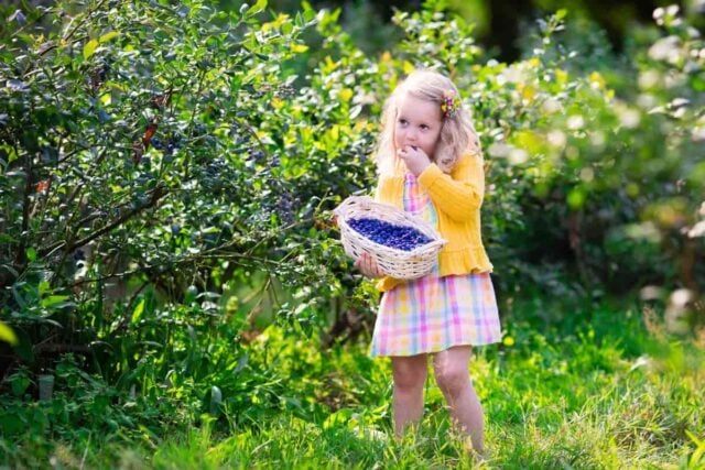 Blueberries - Minneopa Orchards
