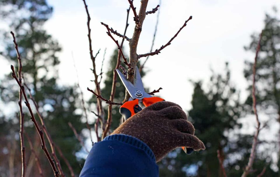 How to Prune a Peach Tree - Minneopa Orchards