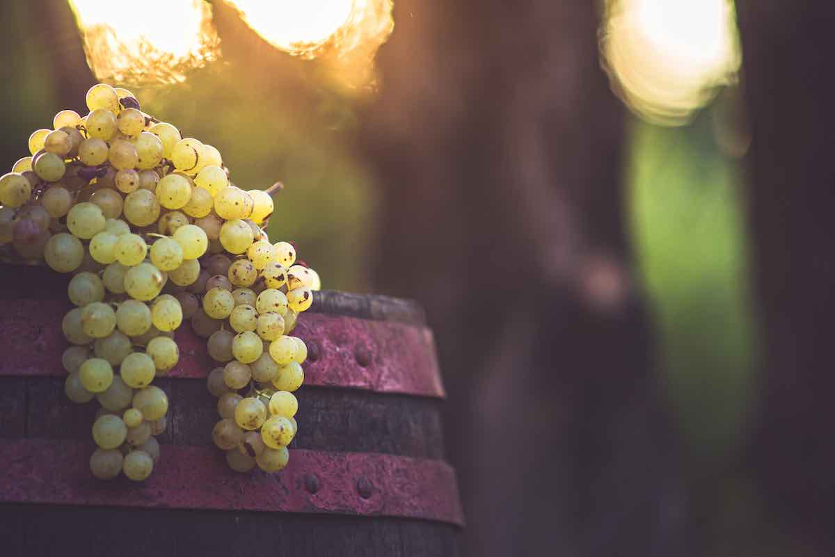 How to Harvest Grapes: The 2 Best Methods - Minneopa Orchards