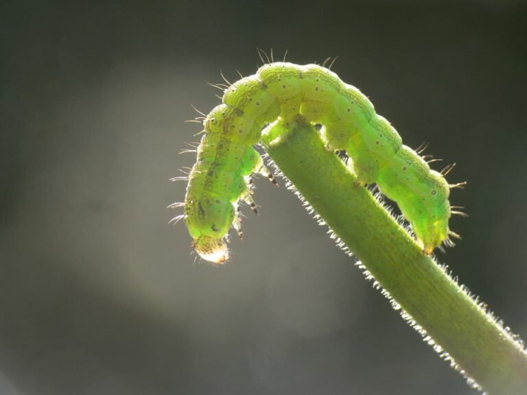 13 Apple Tree Pests: How to Get Rid of and Prevent Them on Apple Trees ...