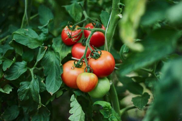All About the Mountain Fresh Tomato - Minneopa Orchards