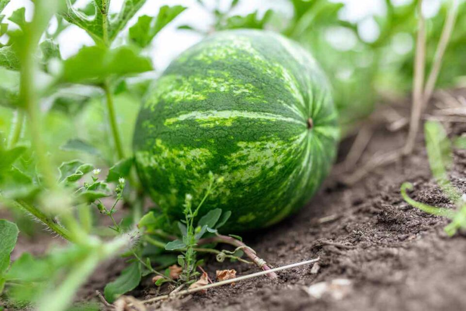 How to Harvest Watermelon: The 2 Best Methods - Minneopa Orchards
