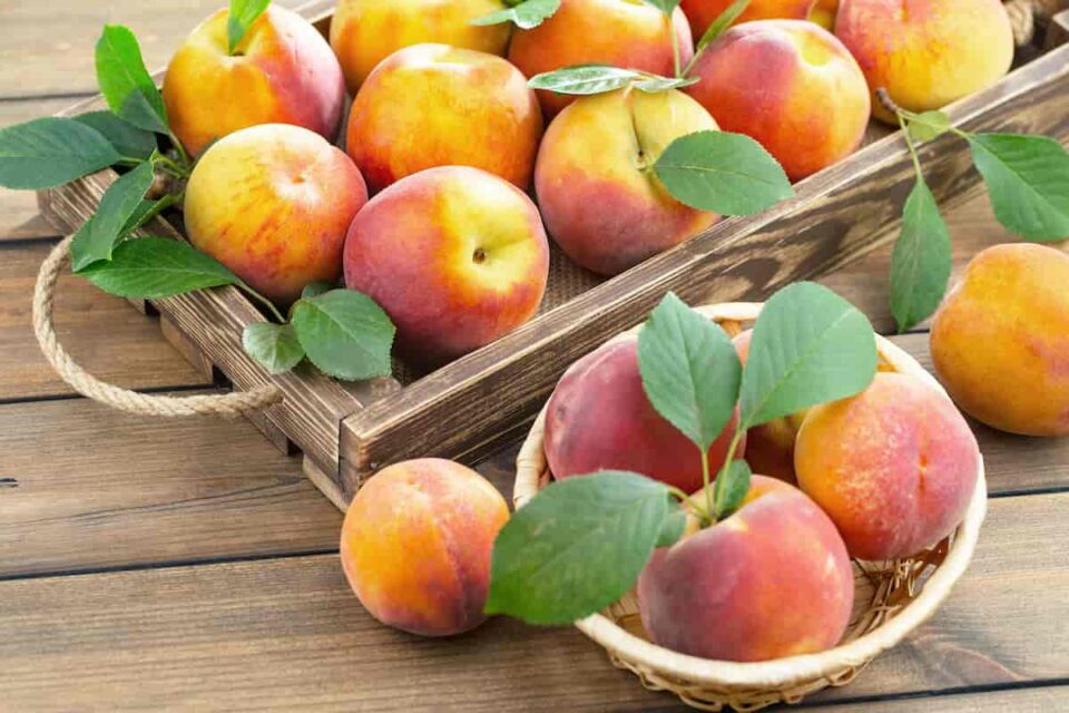 How to Grow a Peach Tree - Minneopa Orchards