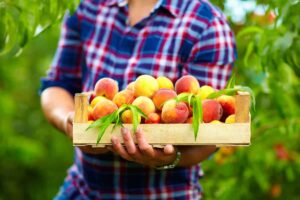 When to Pick Peaches - Minneopa Orchards