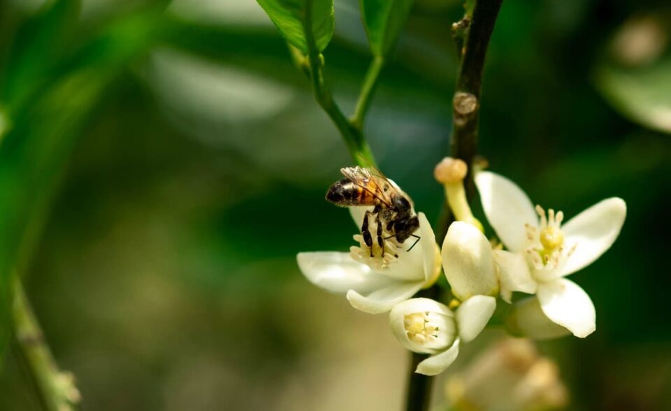 The Complete Guide to Orange Tree Pollination - Minneopa Orchards