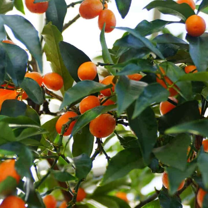 Kumquat Growing - Minneopa Orchards