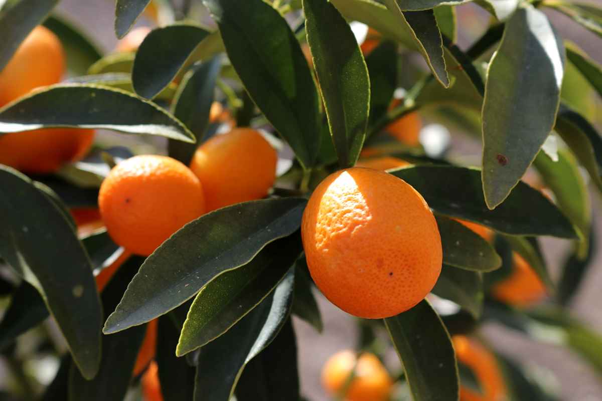 How to Enjoy the Delicious Indio Mandarinquat: Plant, Grow, Harvest ...