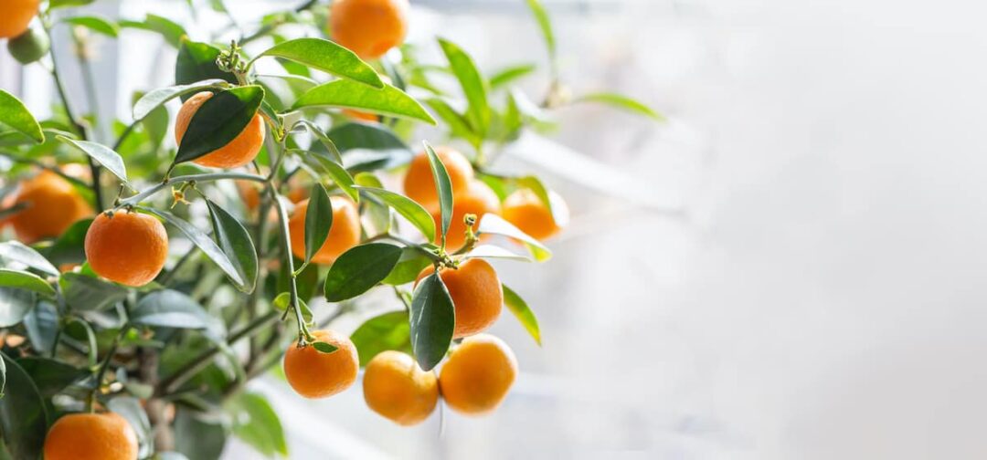 The Complete Guide to Orange Tree Pollination - Minneopa Orchards
