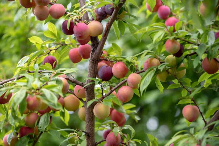 Growing Organic Fruit Trees: How to Optimize Health and Yield Without ...