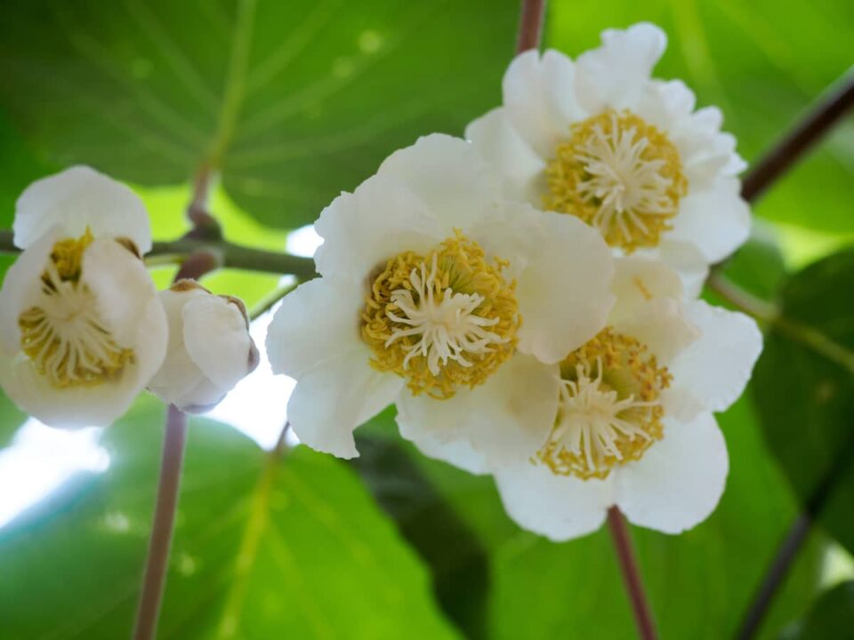 The Golden Kiwi - Minneopa Orchards