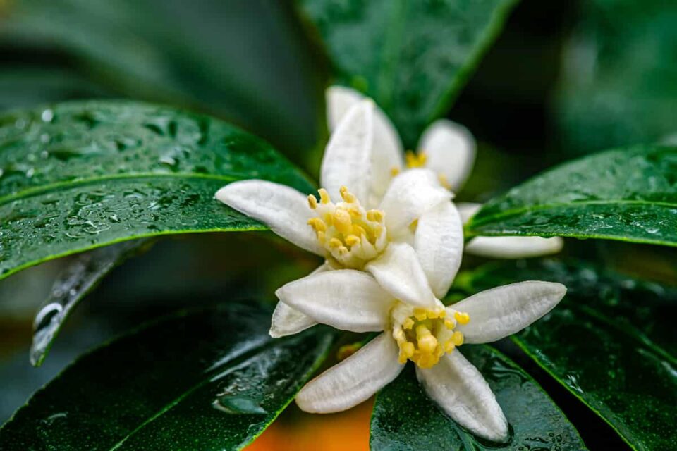 All About the Fukushu Kumquat - Minneopa Orchards