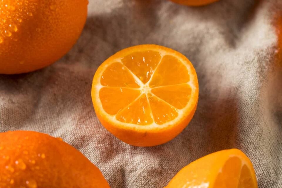 All About the Fukushu Kumquat - Minneopa Orchards