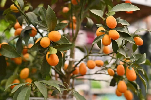 How to Grow Kumquat Trees - Minneopa Orchards