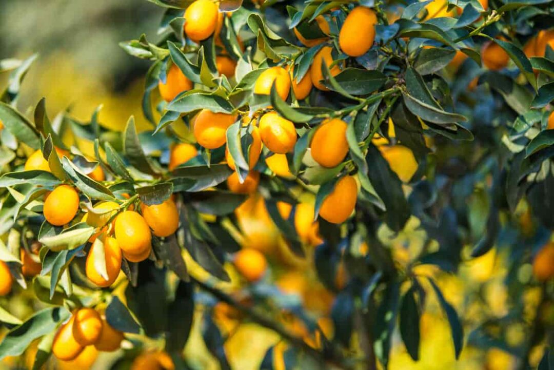 The Guide to Pruning Kumquat Trees - Minneopa Orchards