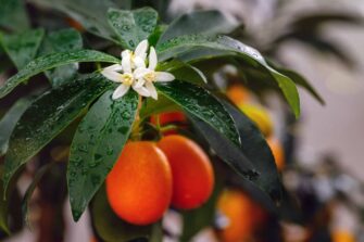 The Meiwa Kumquat - Minneopa Orchards