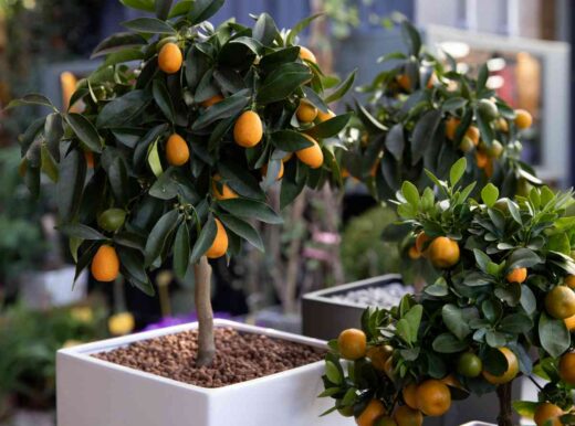 How to Grow Kumquat Trees - Minneopa Orchards