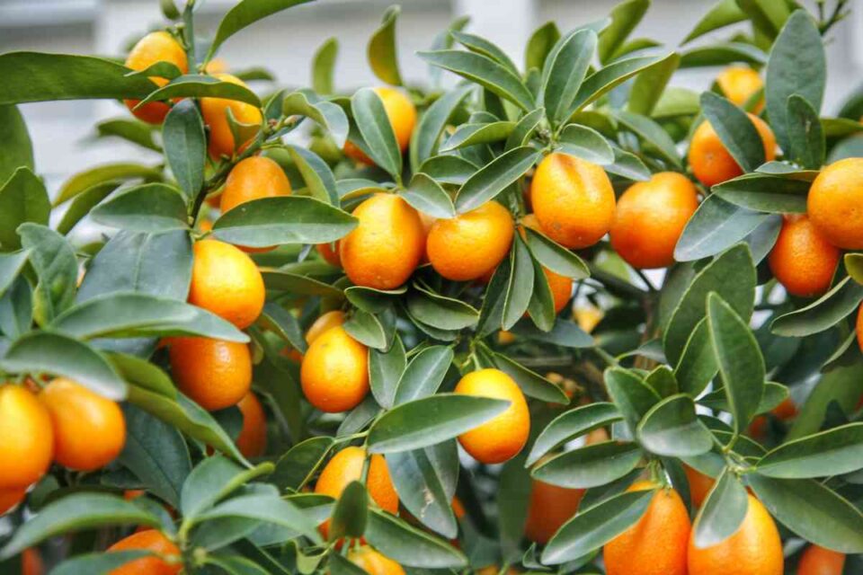 How to Grow Kumquat Trees - Minneopa Orchards