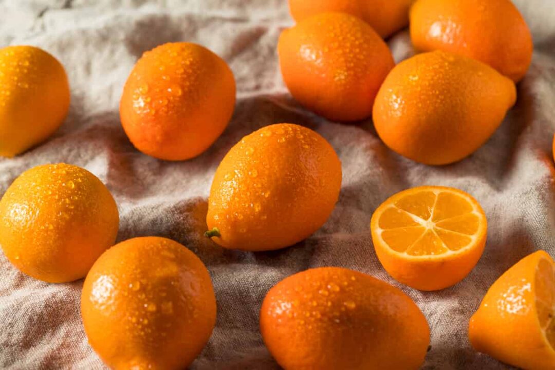 All About the Fukushu Kumquat - Minneopa Orchards