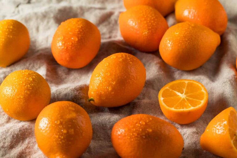 All About the Fukushu Kumquat - Minneopa Orchards
