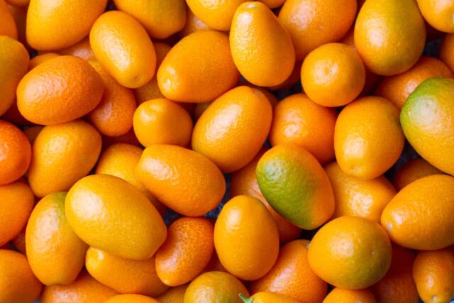 The Meiwa Kumquat - Minneopa Orchards