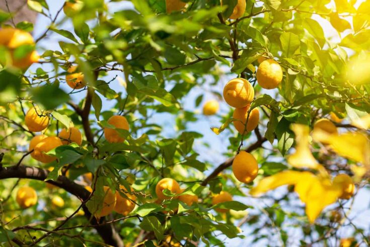 Lemon Trees - Minneopa Orchards