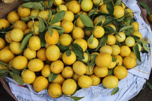 5 Important Facts About How to Harvest Lemons - Minneopa Orchards