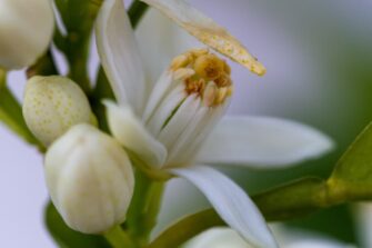 The Complete Guide to Orange Tree Pollination - Minneopa Orchards