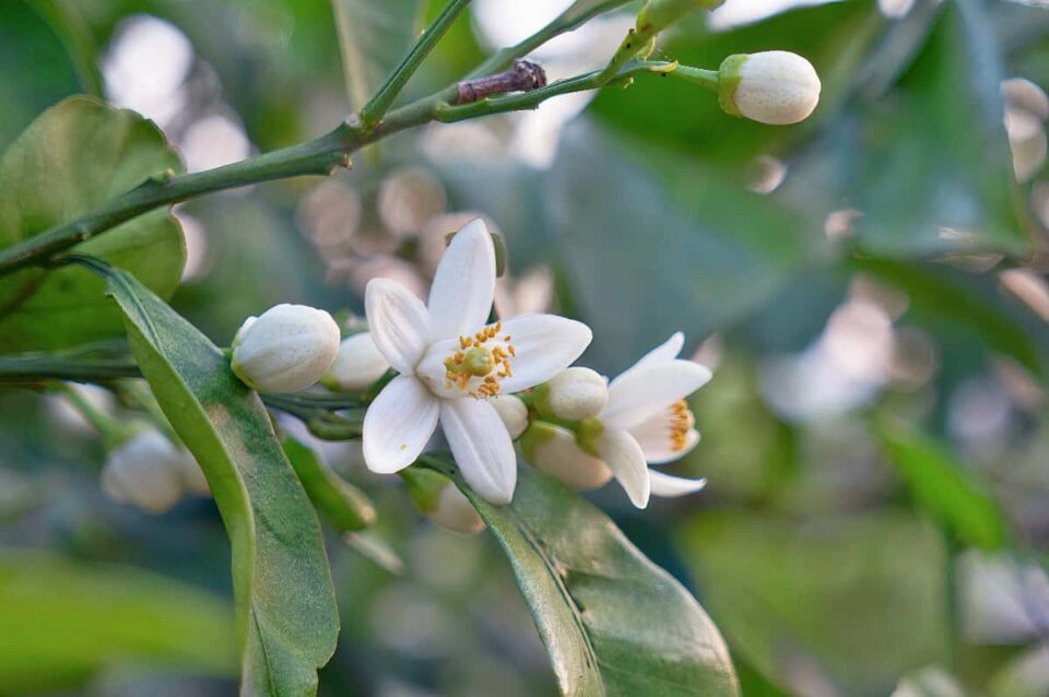 The Dwarf Brown Select Satsuma - Minneopa Orchards