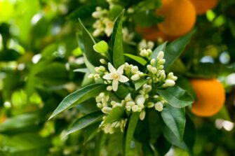 The Complete Guide to Orange Tree Pollination - Minneopa Orchards