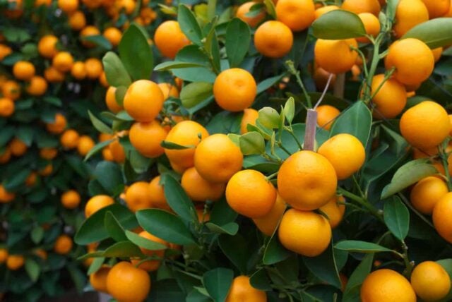 7 Orange Tree Diseases: How to Identify and Treat Them - Minneopa Orchards