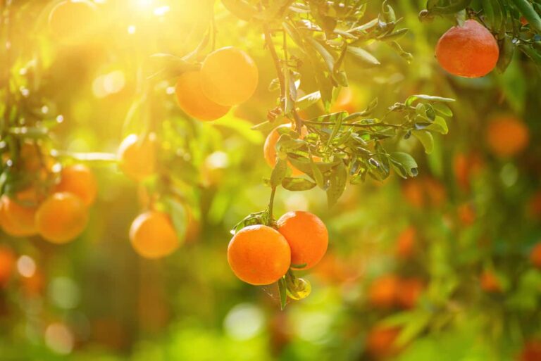 The Complete Guide to Orange Tree Fertilizers - Minneopa Orchards