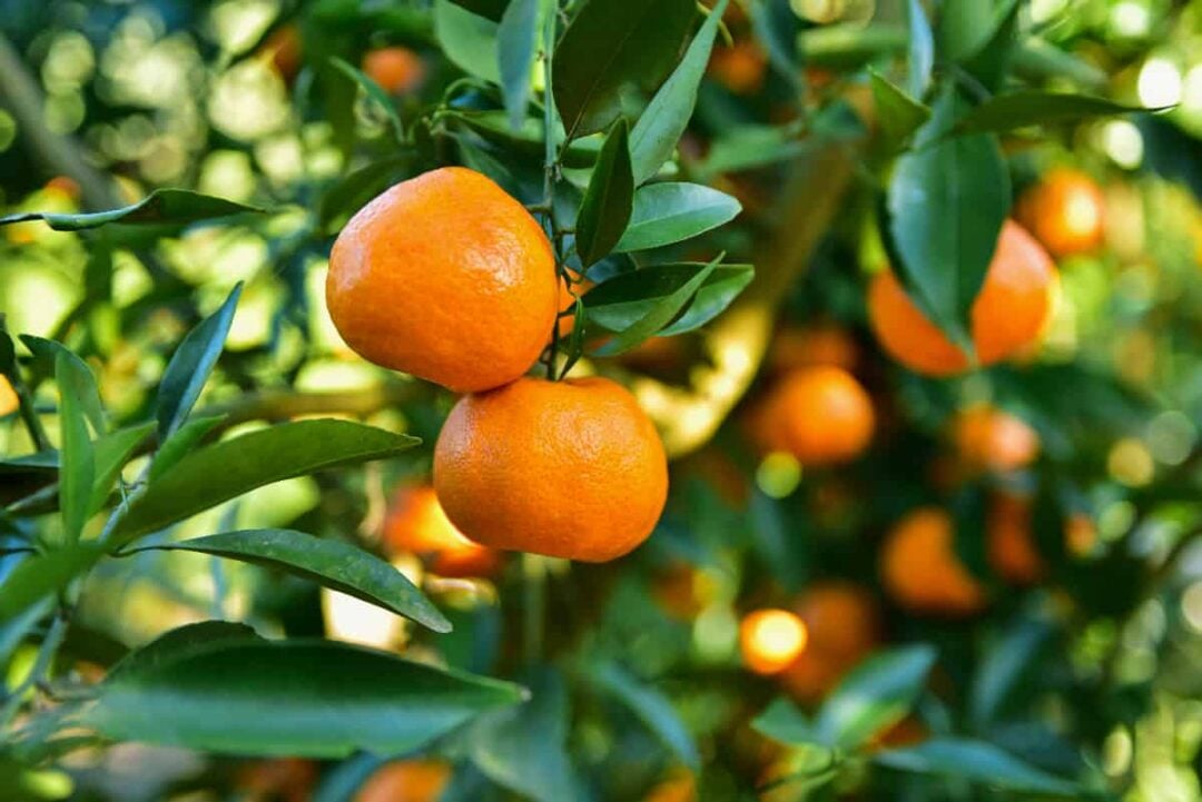 The Honey Tangerine Tree - Minneopa Orchards