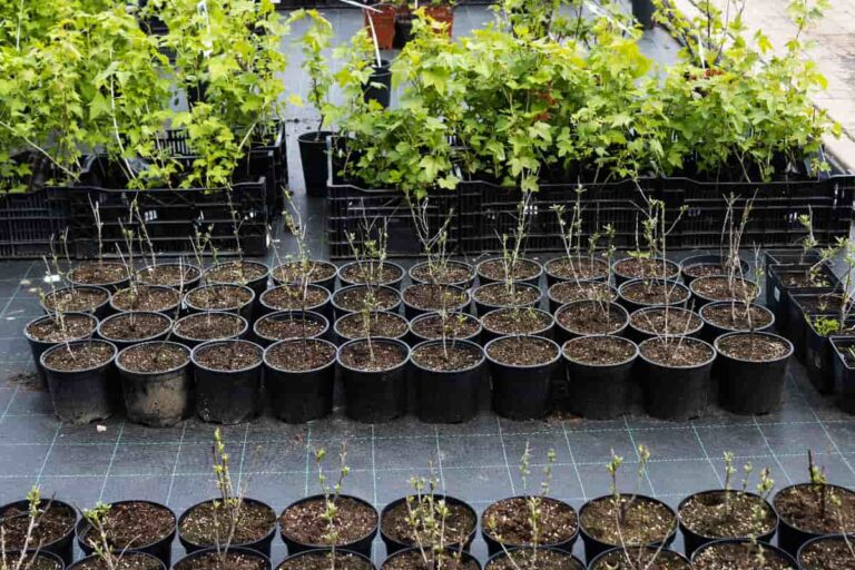 When to Plant a Peach Tree (and Where) - Minneopa Orchards