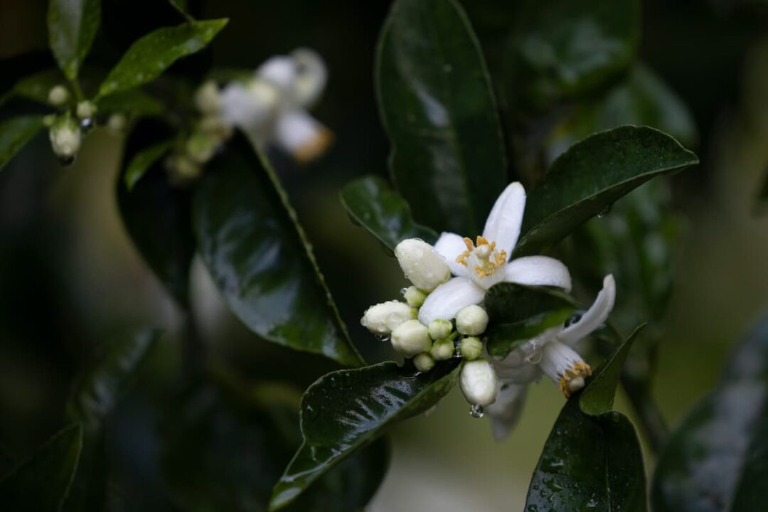 How to Identify an Orange Tree - Minneopa Orchards