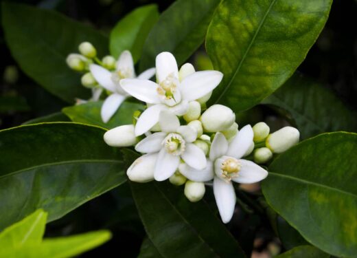 The Complete Guide to Orange Tree Pollination - Minneopa Orchards