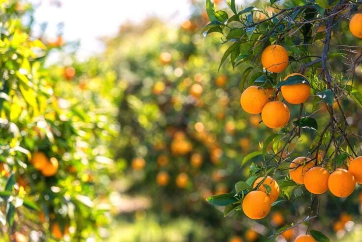 When To Pick Oranges: The Best Time for Harvesting - Minneopa Orchards