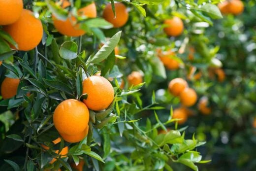 How to Identify an Orange Tree - Minneopa Orchards