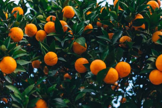 When To Pick Oranges: The Best Time for Harvesting - Minneopa Orchards