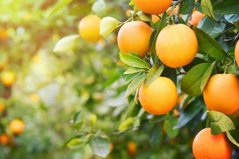 How to Plant an Orange Tree - Minneopa Orchards