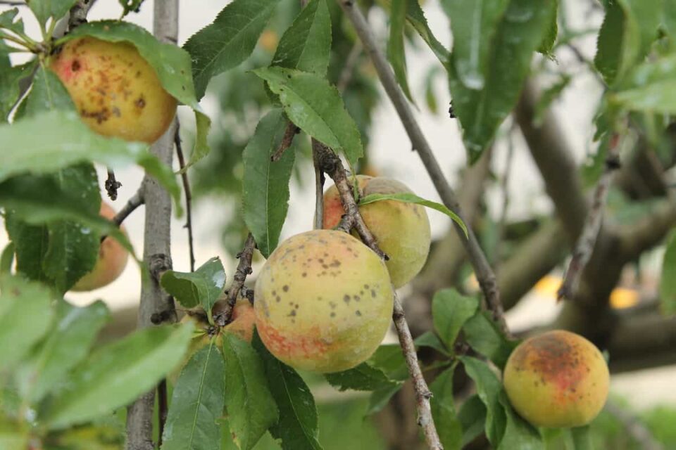 How to Identify and Treat Peach Tree Diseases - Minneopa Orchards