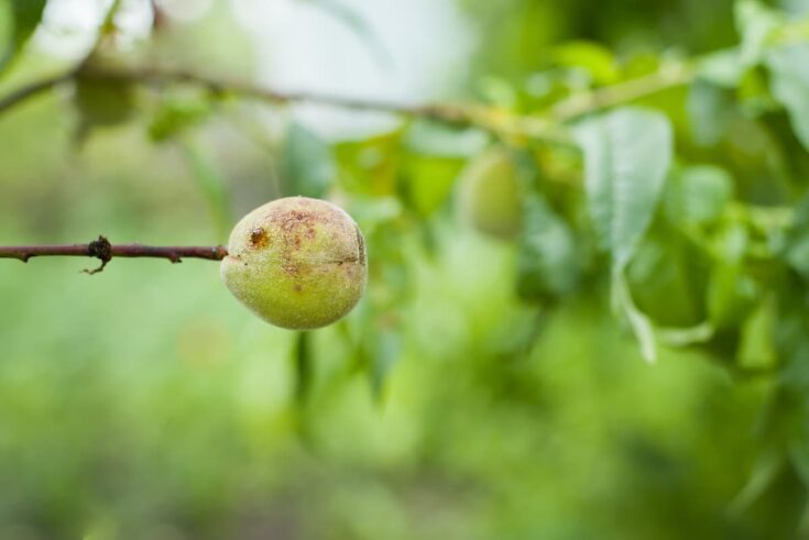 How to Identify and Treat Peach Tree Diseases - Minneopa Orchards